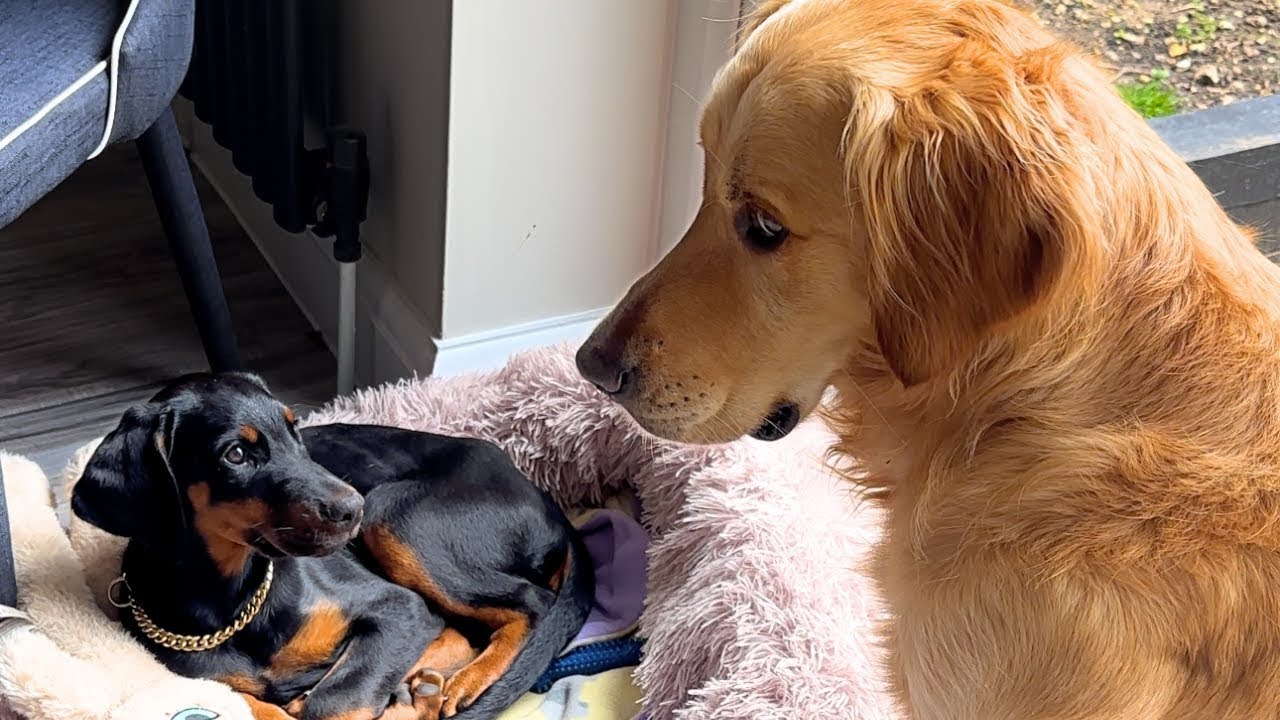 Golden retriever learns to bond with new puppy