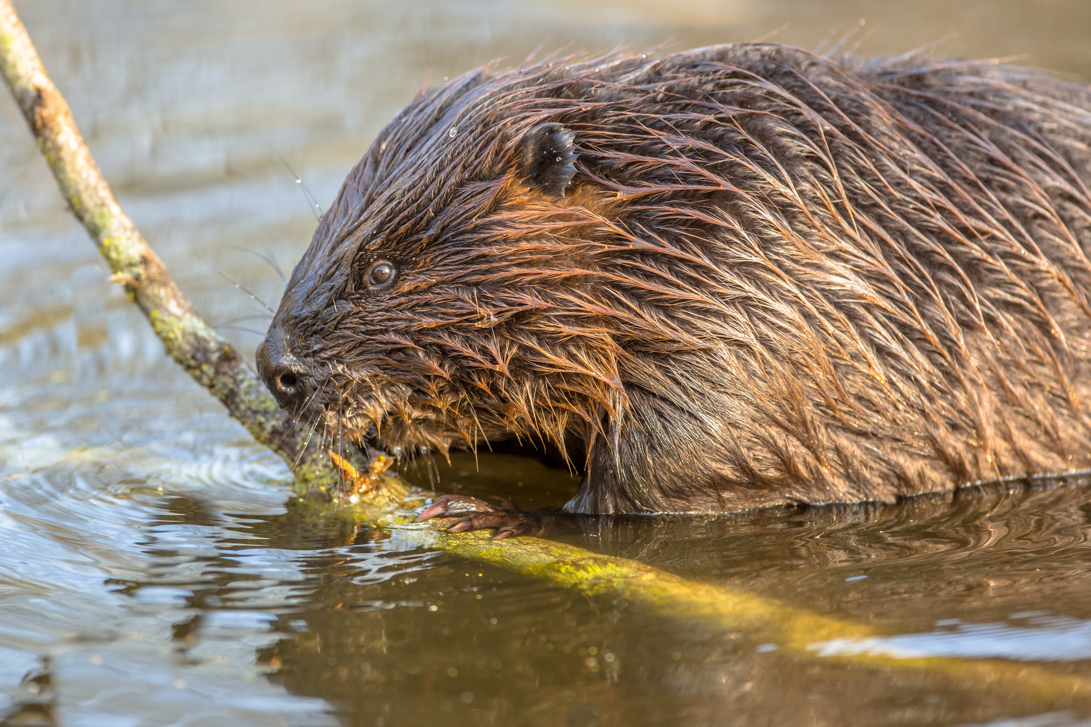 How monogamous are humans? A study ranks us between meerkats and beavers.