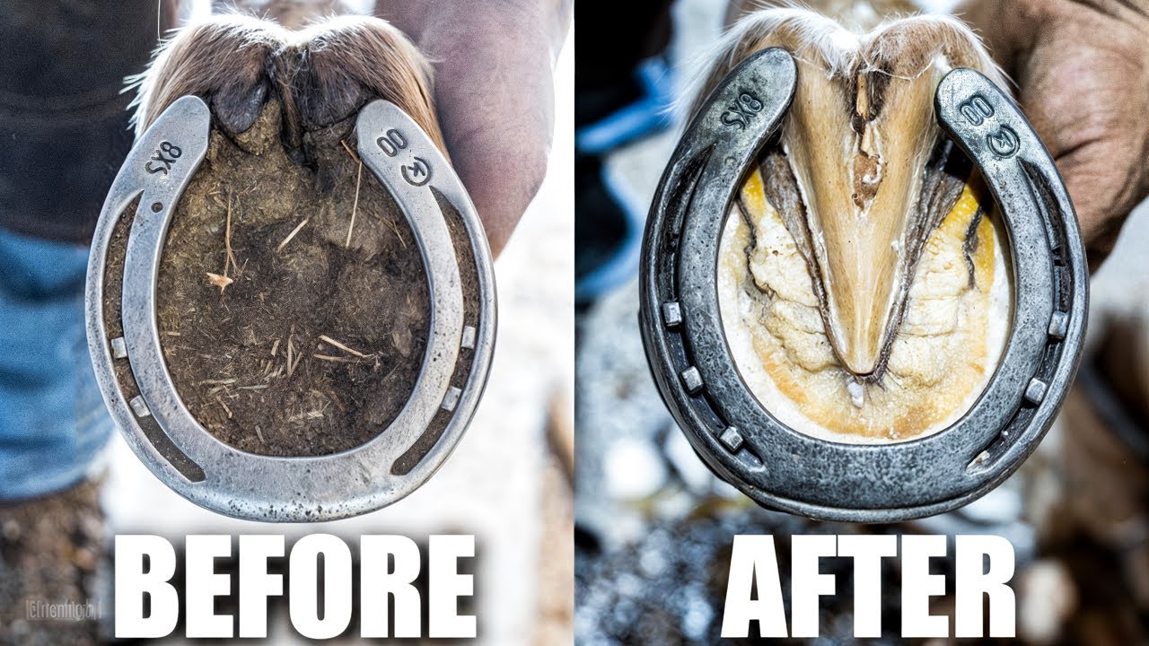 Start-to-finish hoof transformation: The ultimate farrier ASMR experience