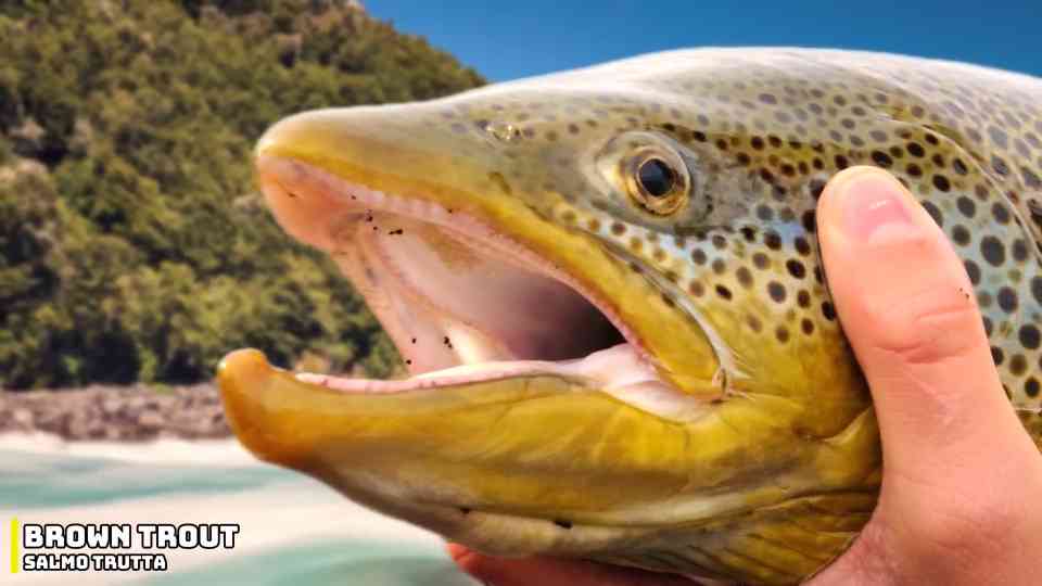 The four animals brought by Europeans that became environmental disruptors