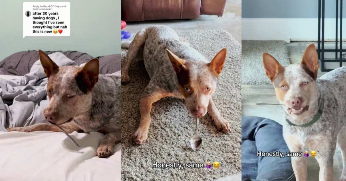 Video: Dog's love for spoon is like nothing you've ever seen