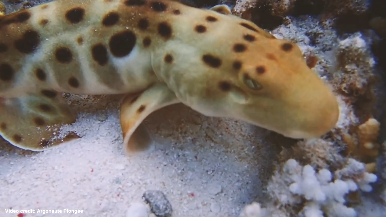 The remarkable fish using their fins like legs to navigate harsh ...