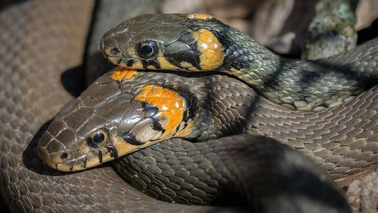 From long sleep to communal dens: 7 unusual things snakes do in ...