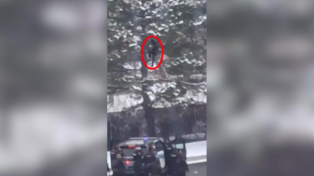 Wanted murder suspect found hiding up a tree by police