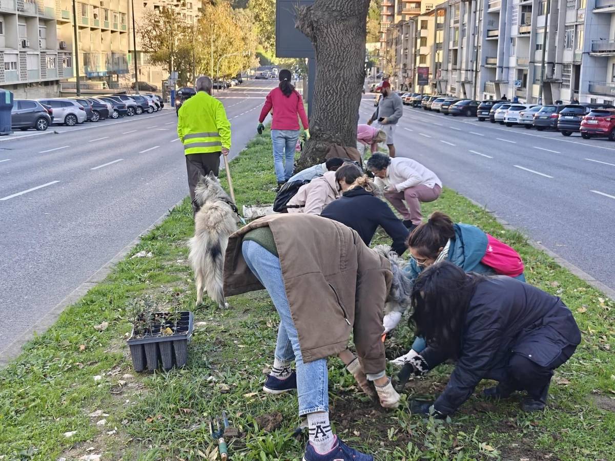 A cidade a ficar “careca”: voluntários enfrentam burocracia da câmara ...