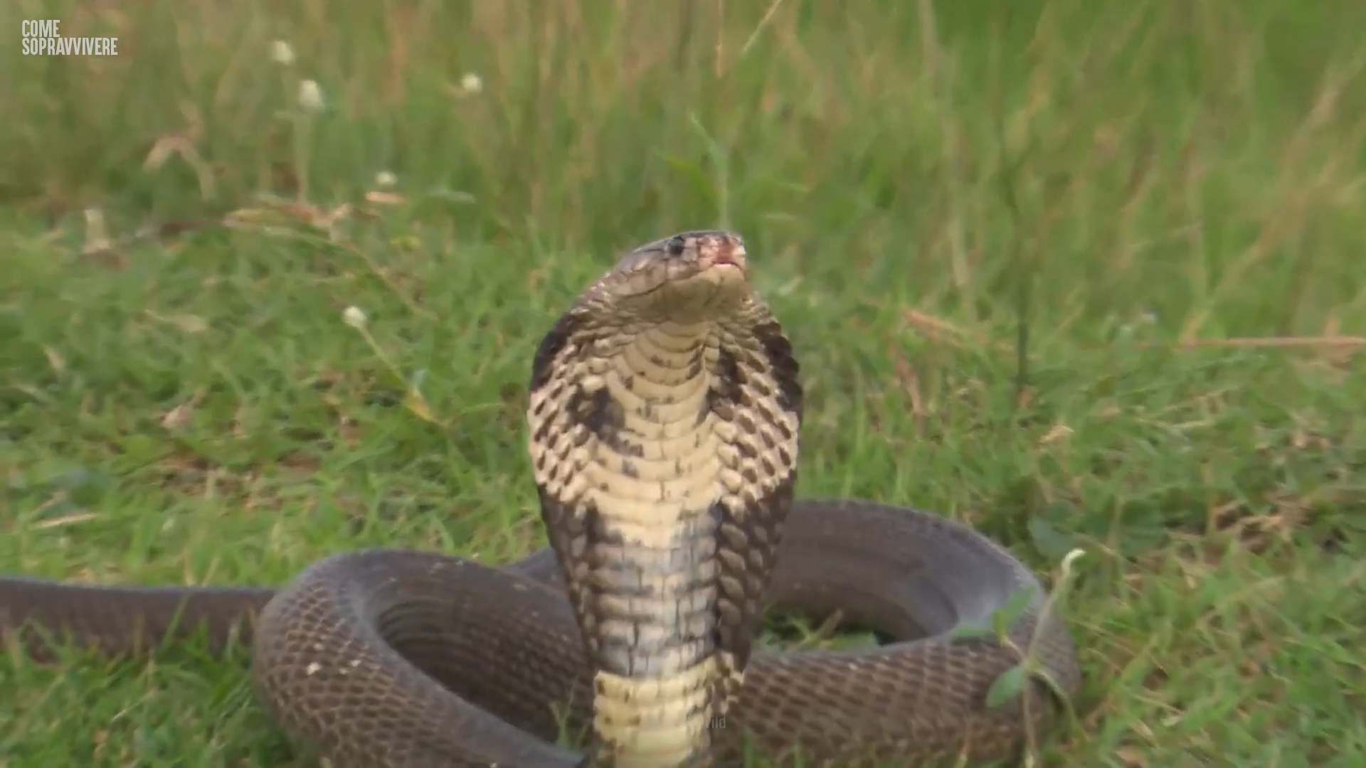 Questa è la verità su cosa non fare dopo un morso di serpente