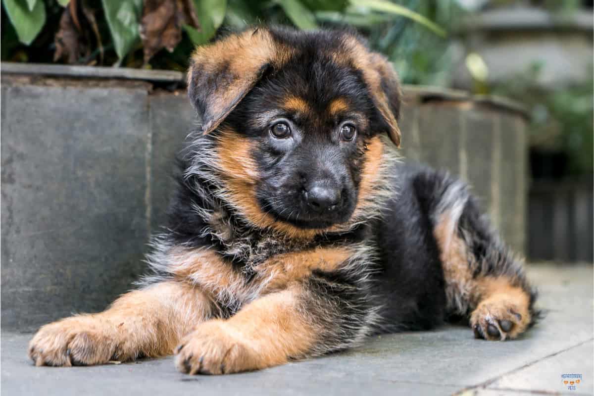 21 genius dog breeds that might be smarter than their owners
