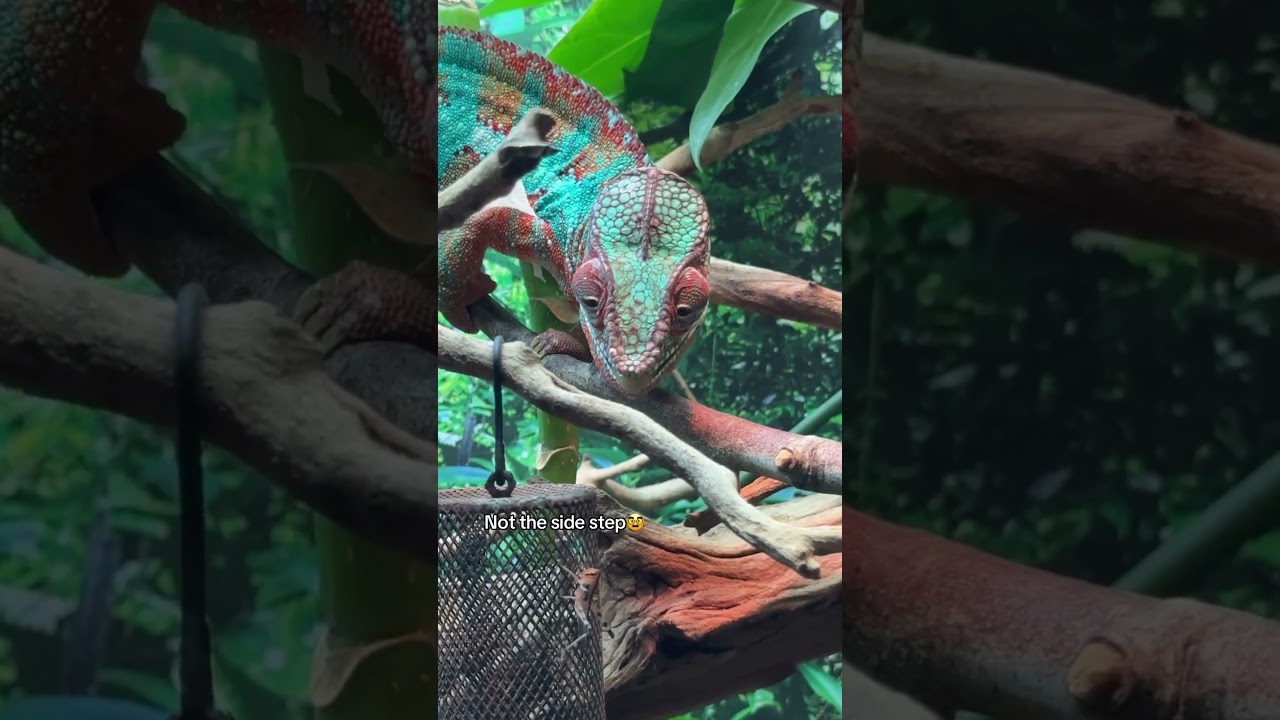 Watch predatory reptiles display hunting behaviors during grasshopper ...