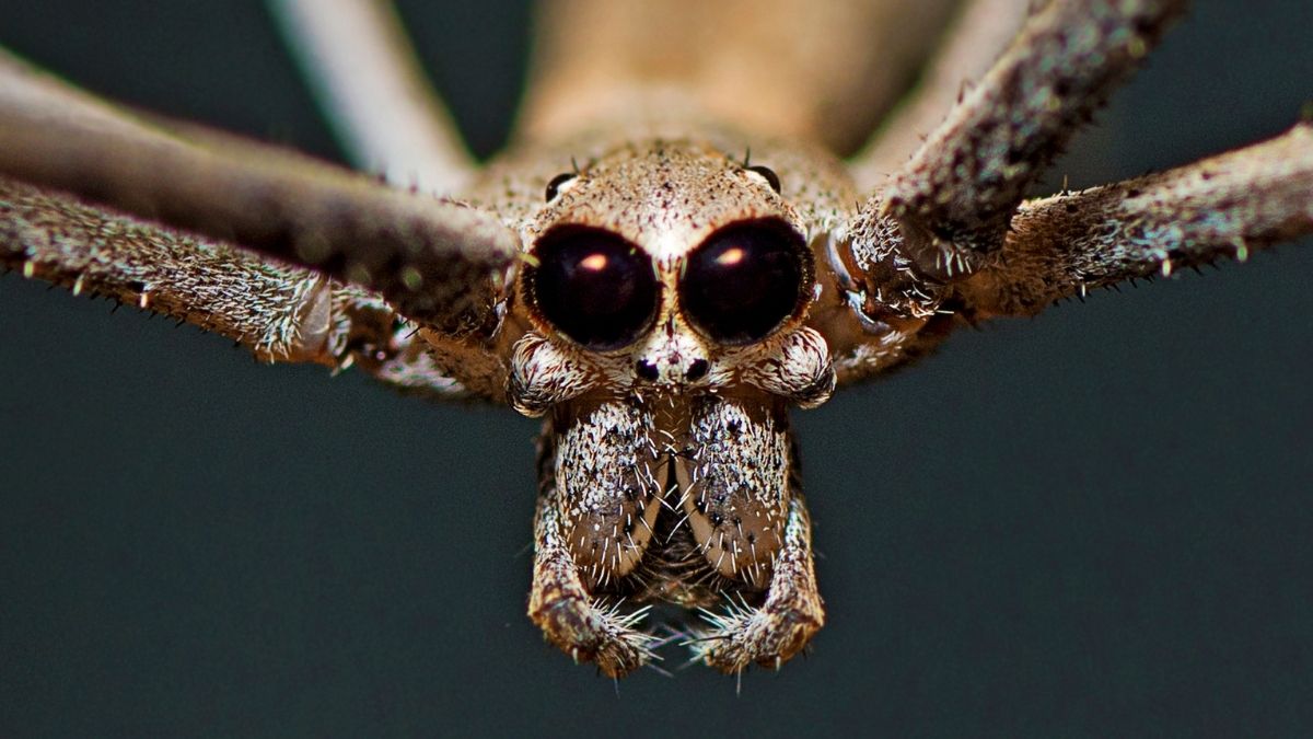 Award-winning photo reveals secret of strange spider's 'shrink-wrap' web