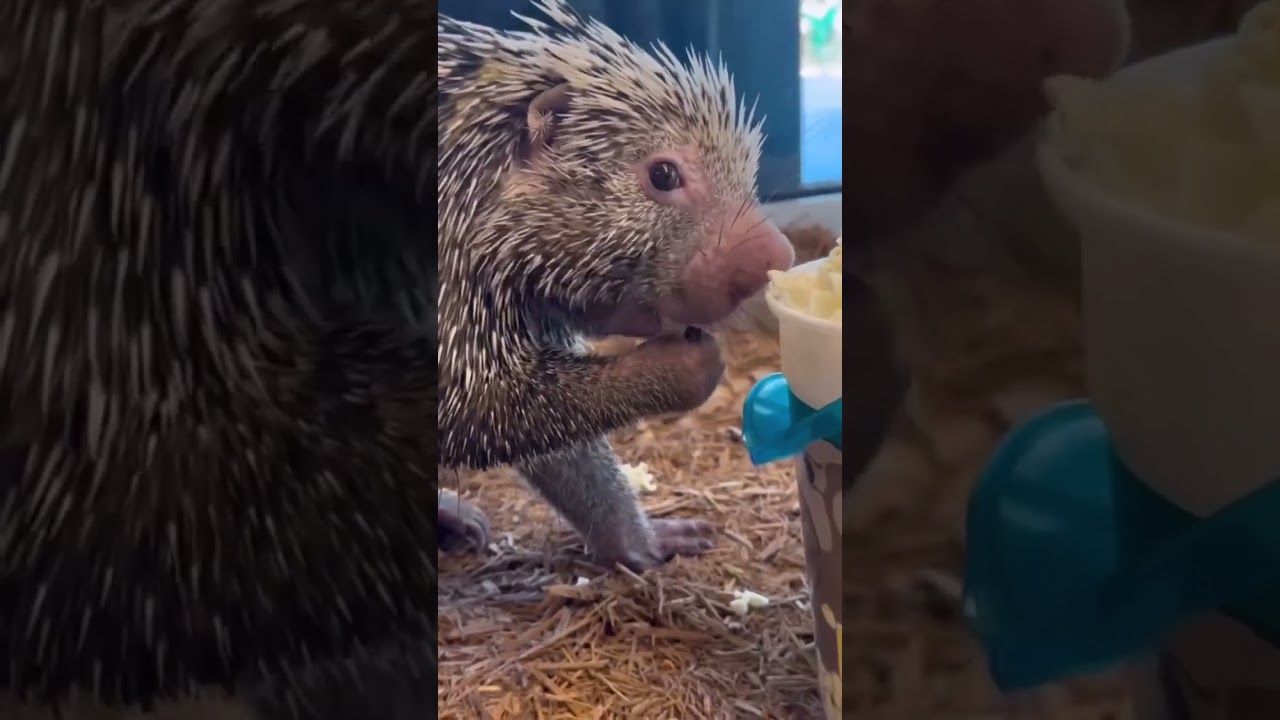 Porcupine munches on popcorn with focused delight