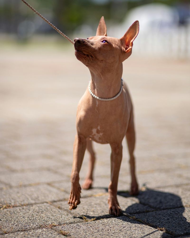 13 things dogs really wish you'd stop doing during walks