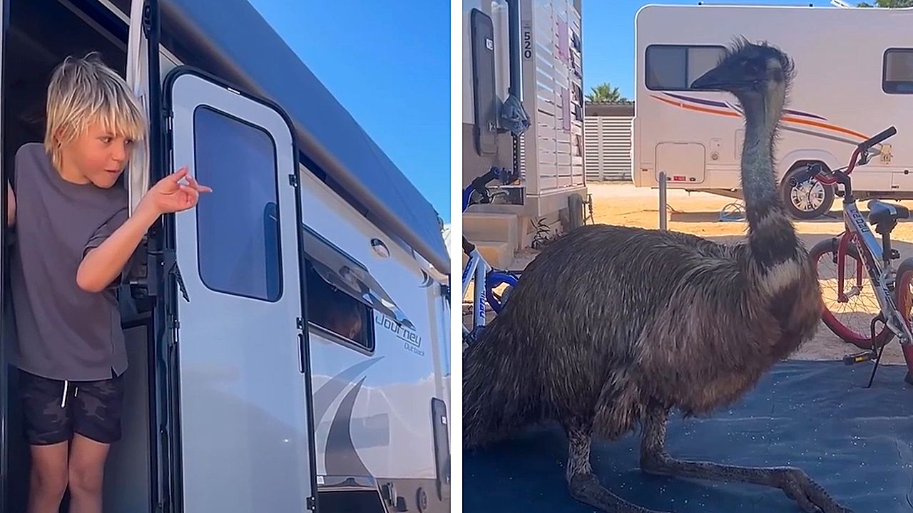 Emu joins family for a short break in Australia