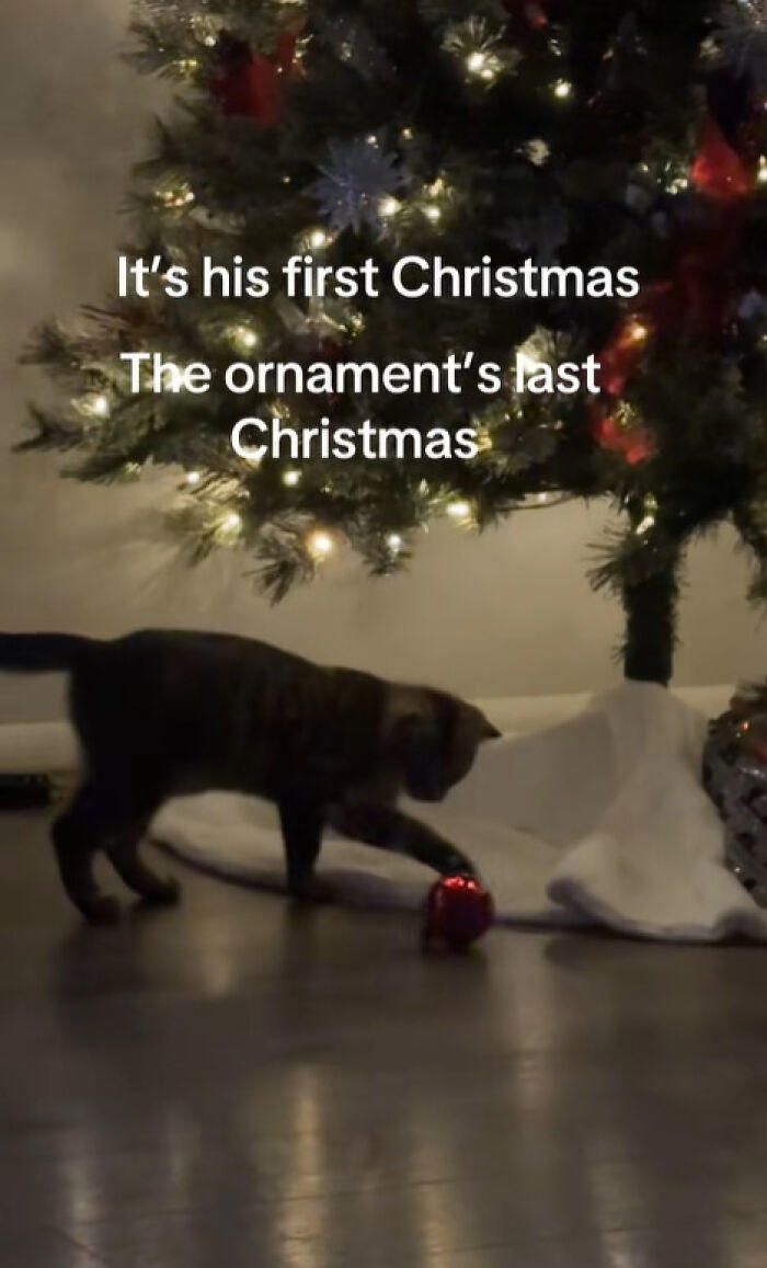People are capturing their cats’ first Christmas and these 50 pics are ...