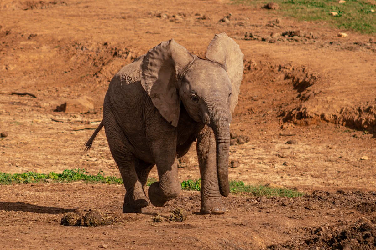 Baby elephant's pure love for brand new toy couldn't be sweeter