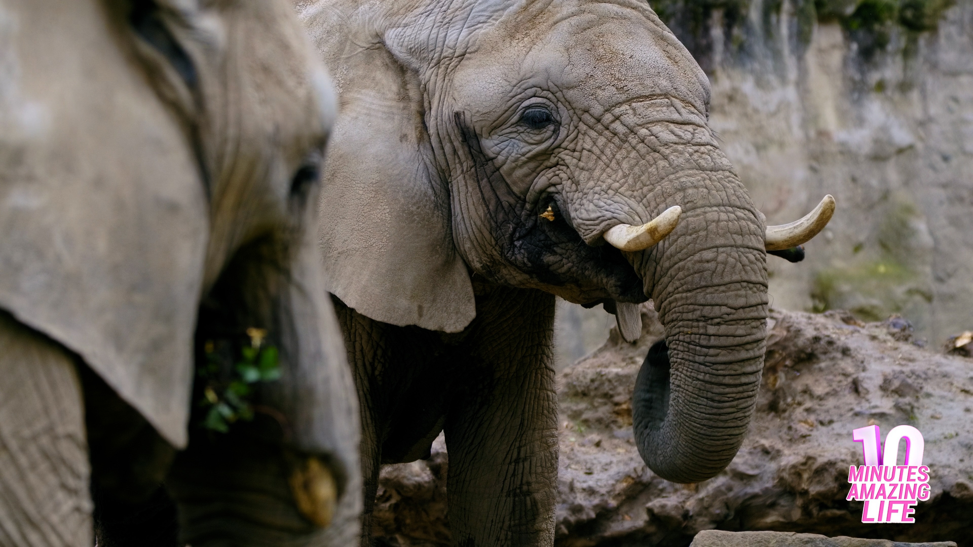 I filmed elephants and saw a gentle moment