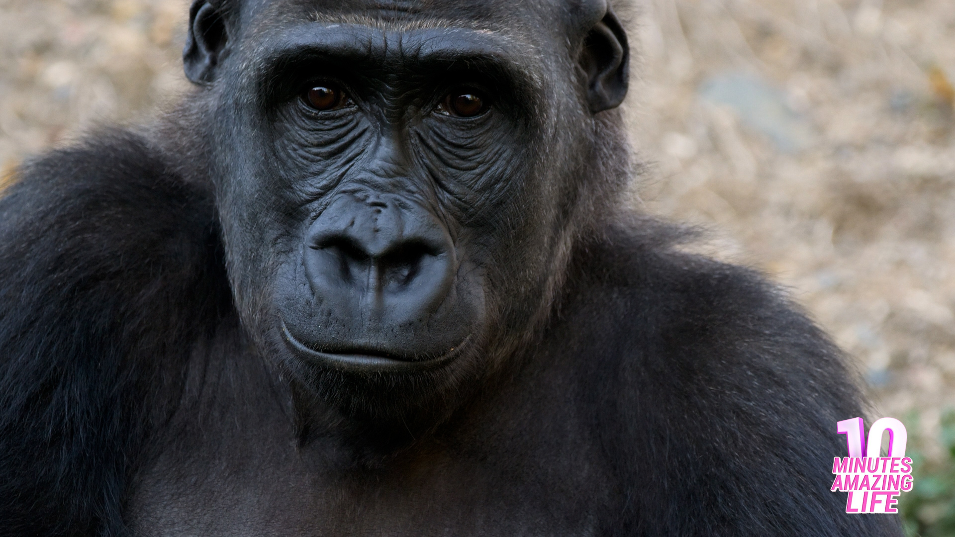 I met a gorilla and captured its expression