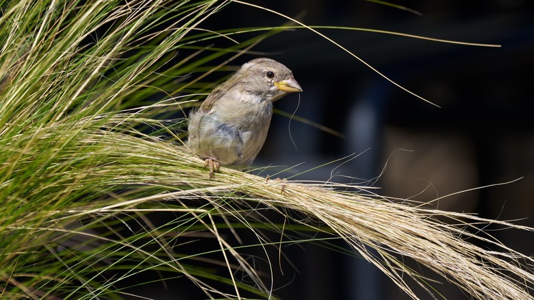 The ornamental grass that offers food & shelter for birds in winter