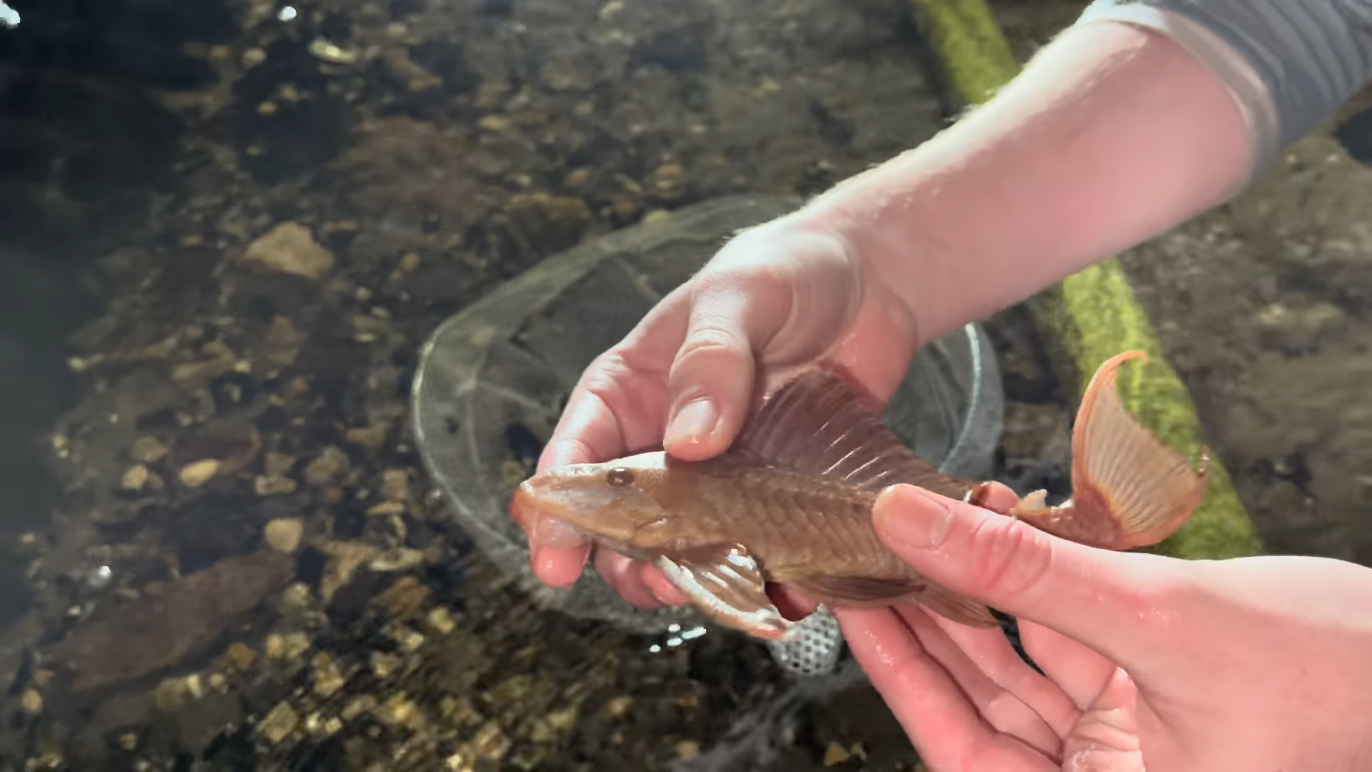 Fish trap catches an albino alien fish deep in a hidden tunnel
