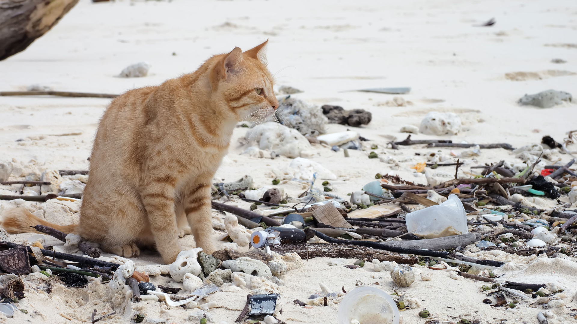 Fact or fiction? How animals seem to predict natural disasters