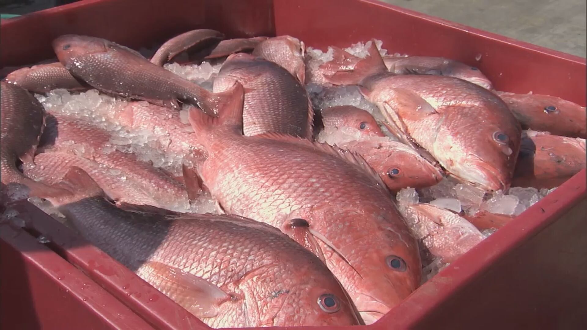 Asked & answered: Will the recreational red snapper season get extended ...