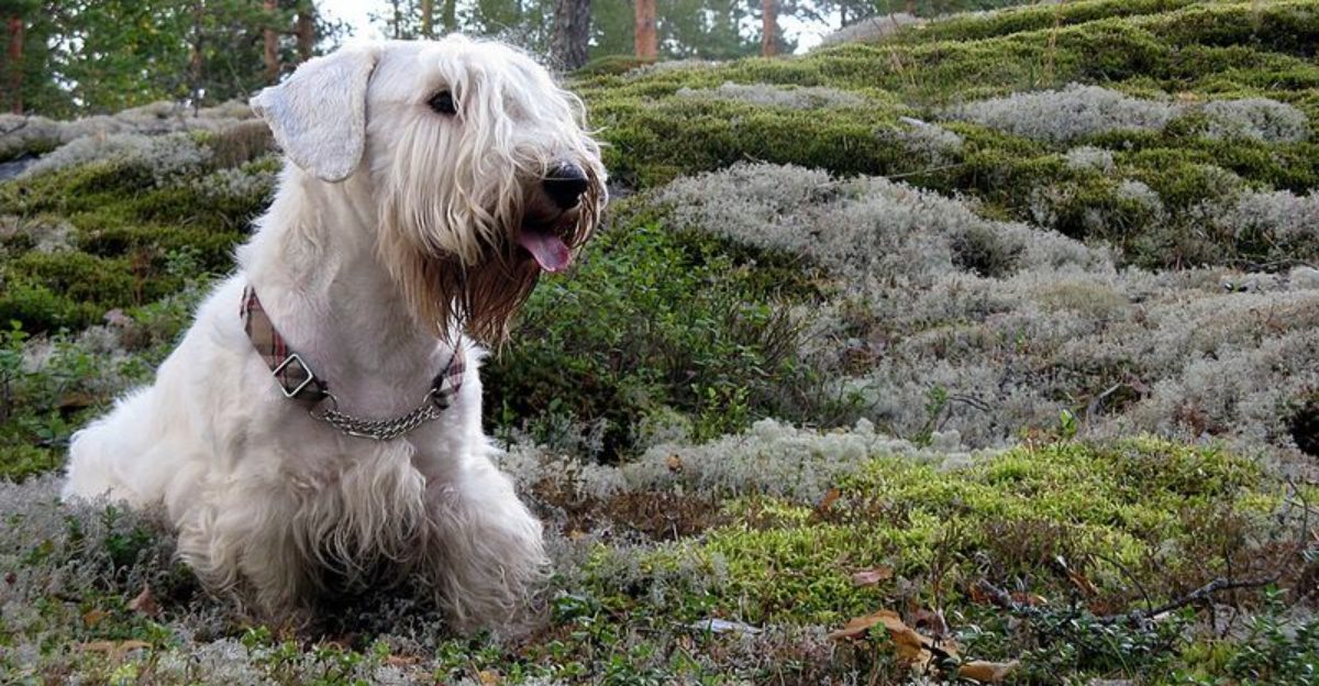 13 dog breeds that behave like they're training you instead of the ...