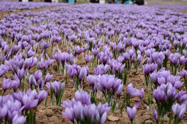 Why saffron costs more than gold: Inside the economics of the world's ...