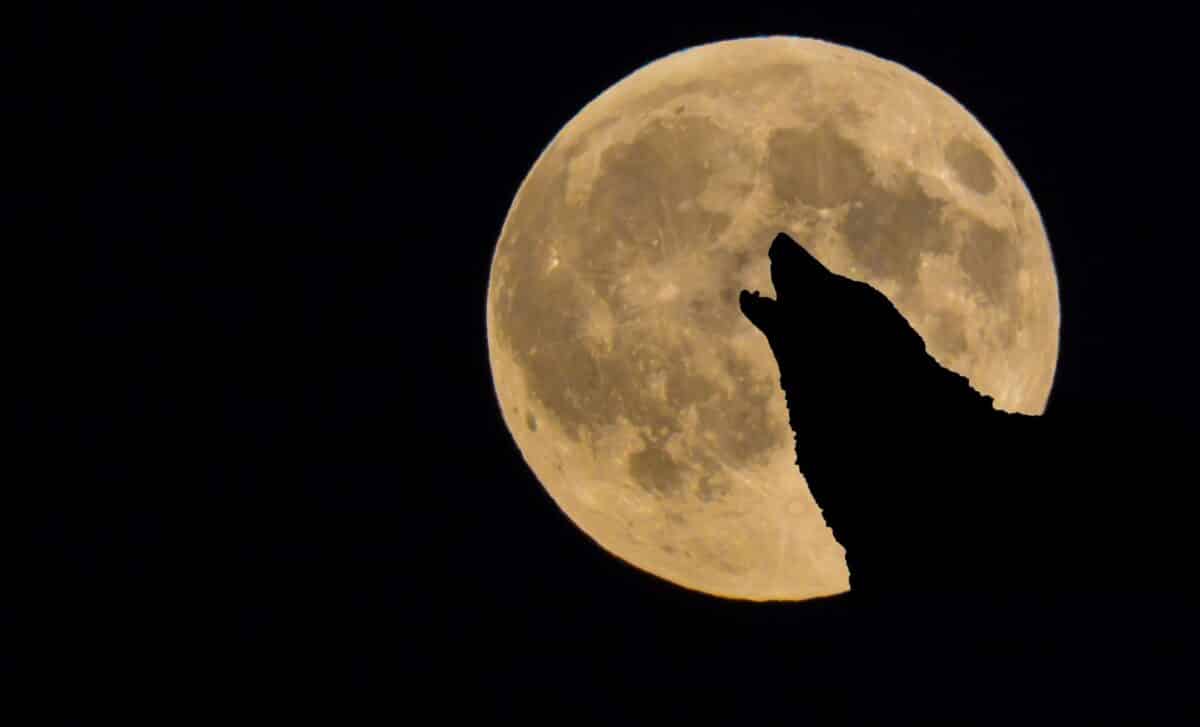 This wolf moon is coming soon — find out how and when to watch it!