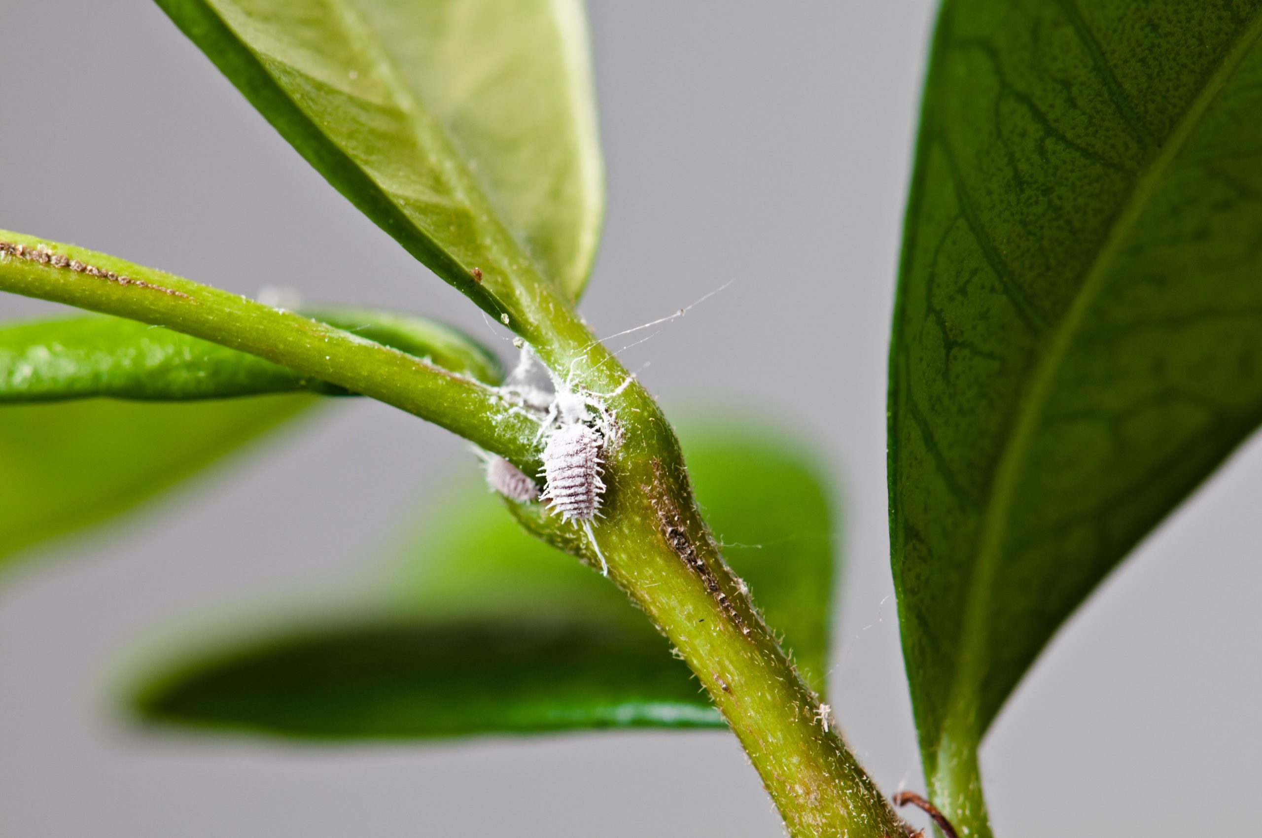 How to get rid of mealybugs and scale insects on plants
