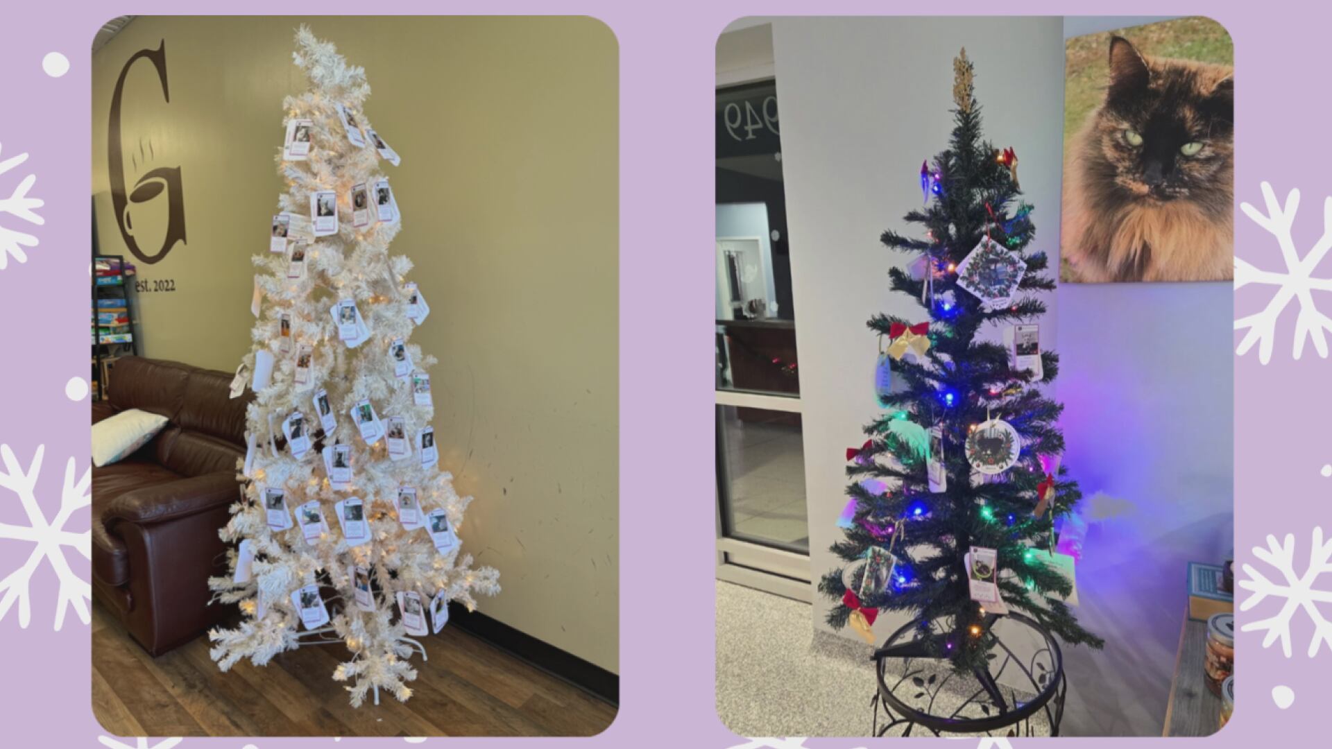 Greenville cat rescue sets up angel trees to benefit pets