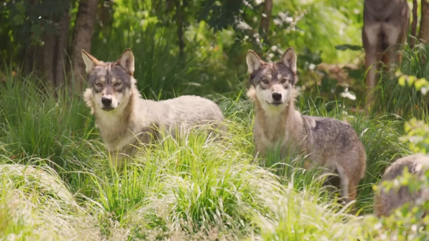 What really happens when you step into a wolf pack for 72 hours