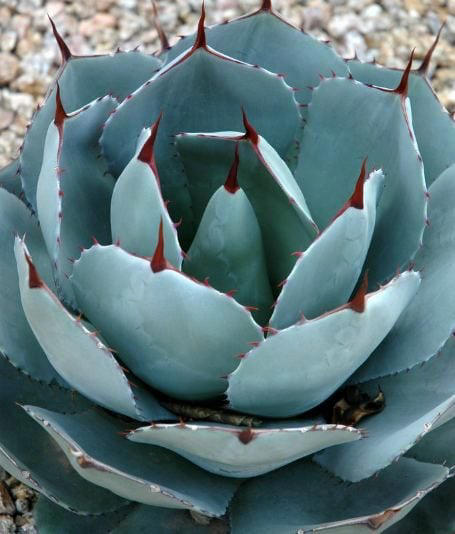 Agave plant care and growing tips