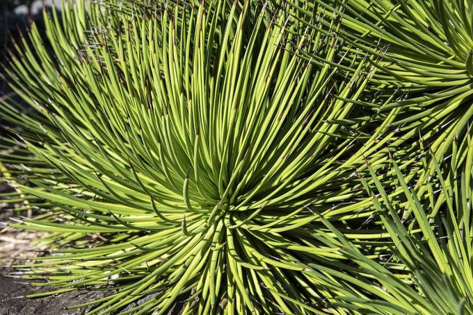 Agave plant care and growing tips