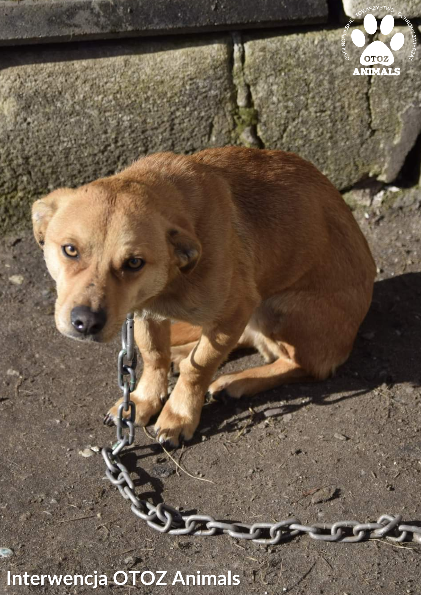 Prezes OTOZ Animals: To błąd Jarosława Kaczyńskiego, jego wyborcy ...