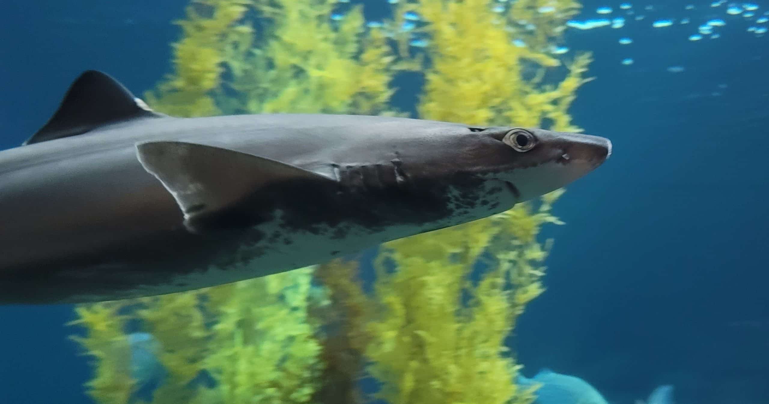 Discover 5 sharks found lurking in the Black Sea