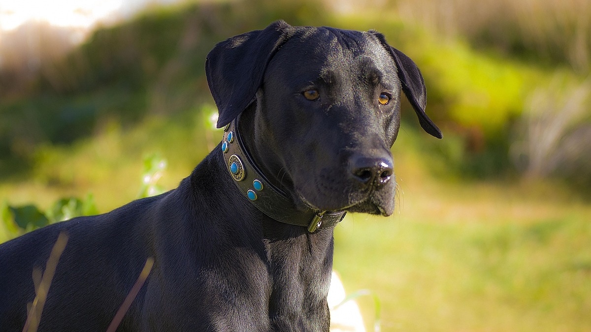 When a dog knows it is going to die, it leaves these signs for its owners