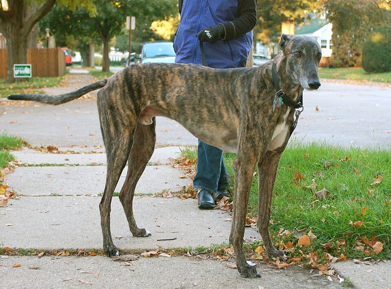12 dog breeds that need stricter feeding routines than most owners realize