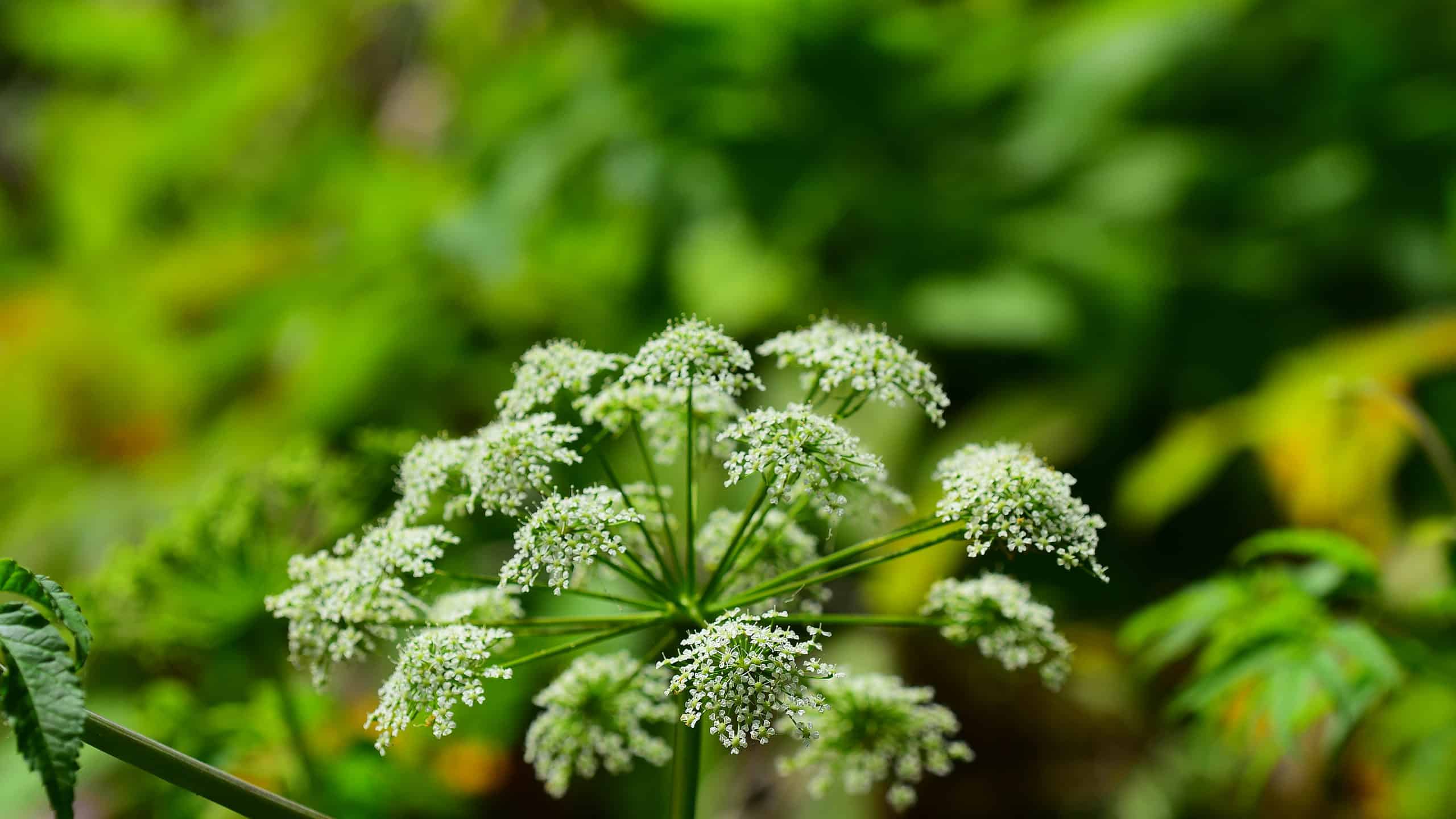 These are the most dangerous plants in the United States you’ll want to ...
