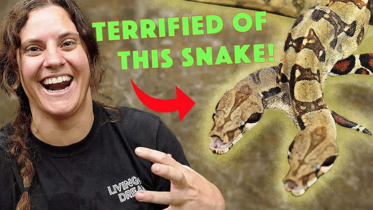 We just got a two-headed snake! 🤯🐍
