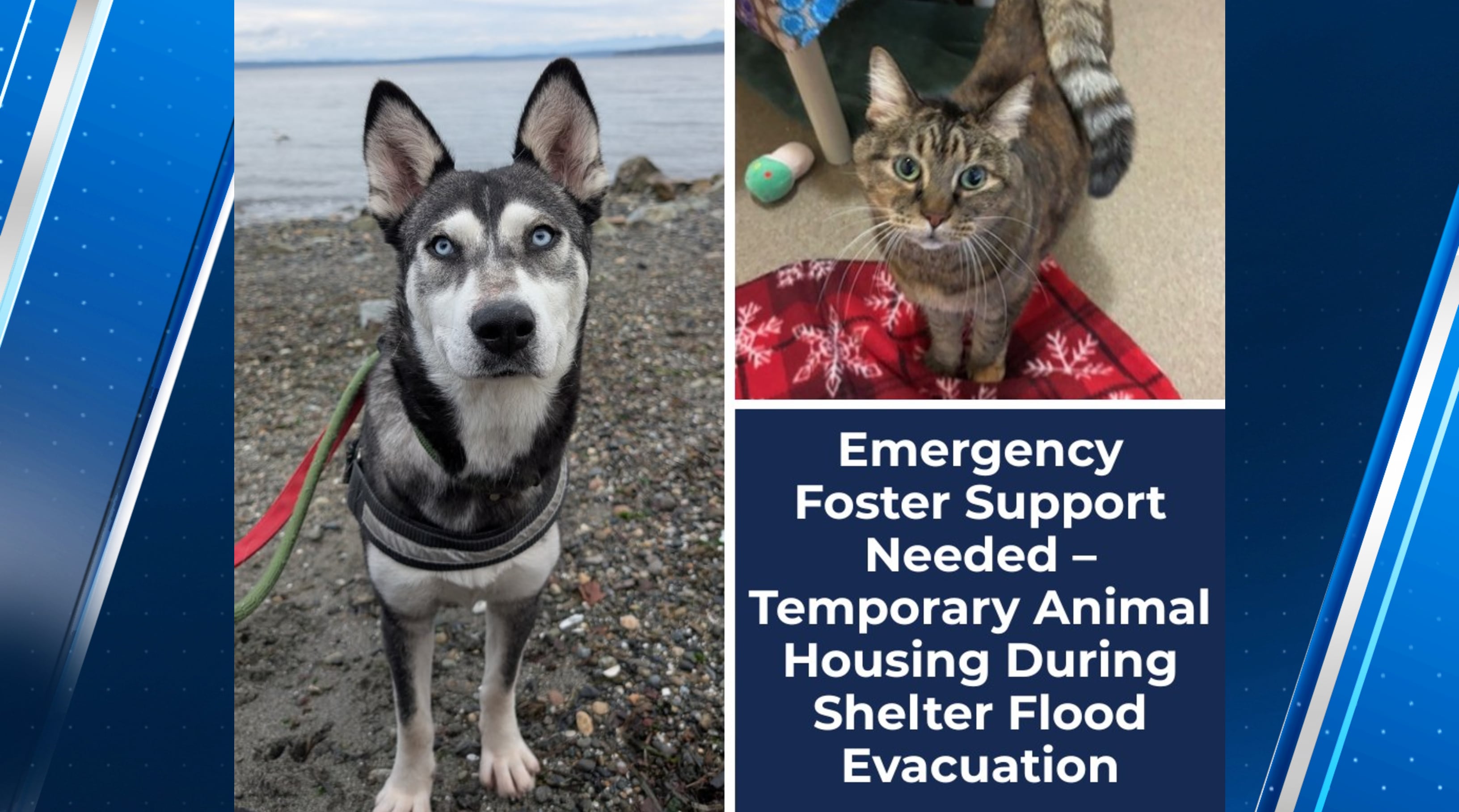 Everett Animal Shelter needs temporary fosters amid flood evacuations
