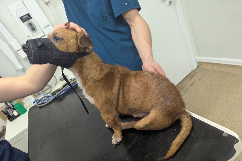 Dog dies after collapsing in Lancaster with severe skin issue and ...