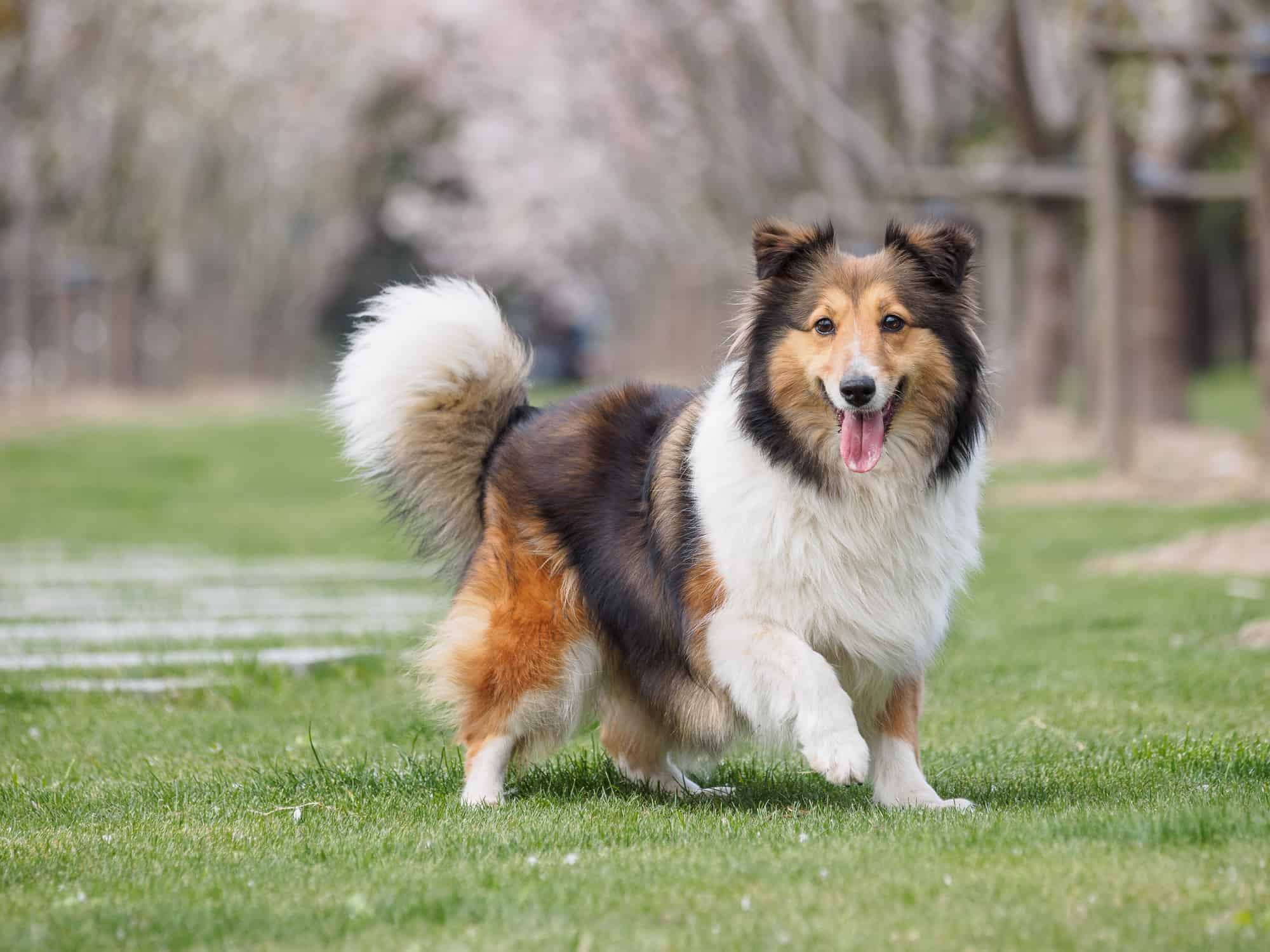 This small dog breed is one of the smartest you can own
