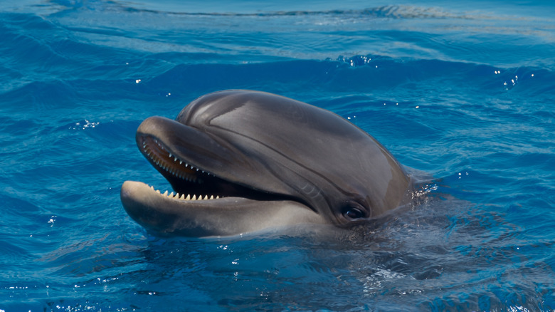 Talking to dolphins isn't as far away as you might think — here's why