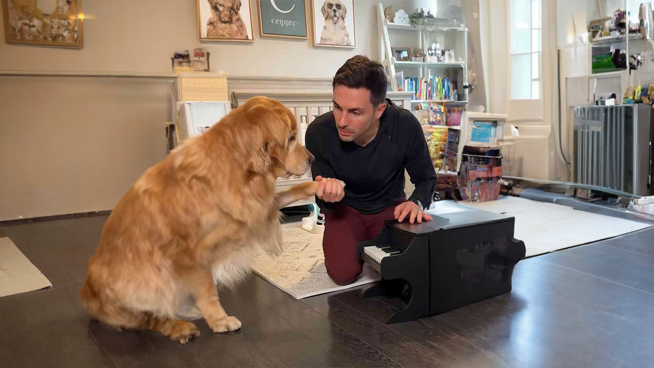 My dog’s piano surprise
