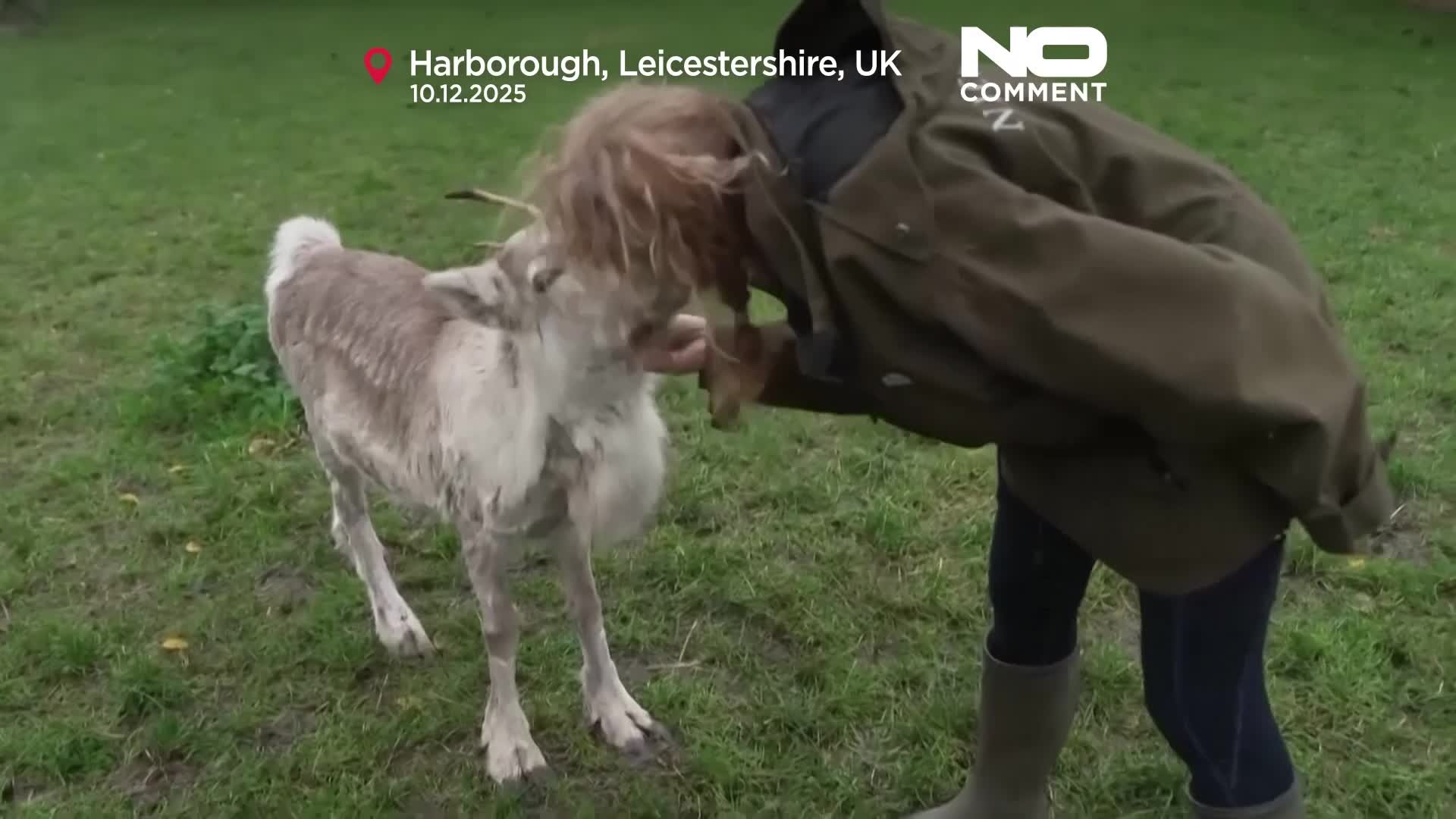 Reindeer Lars, hand-raised in UK, joins herd and prepares for Christmas