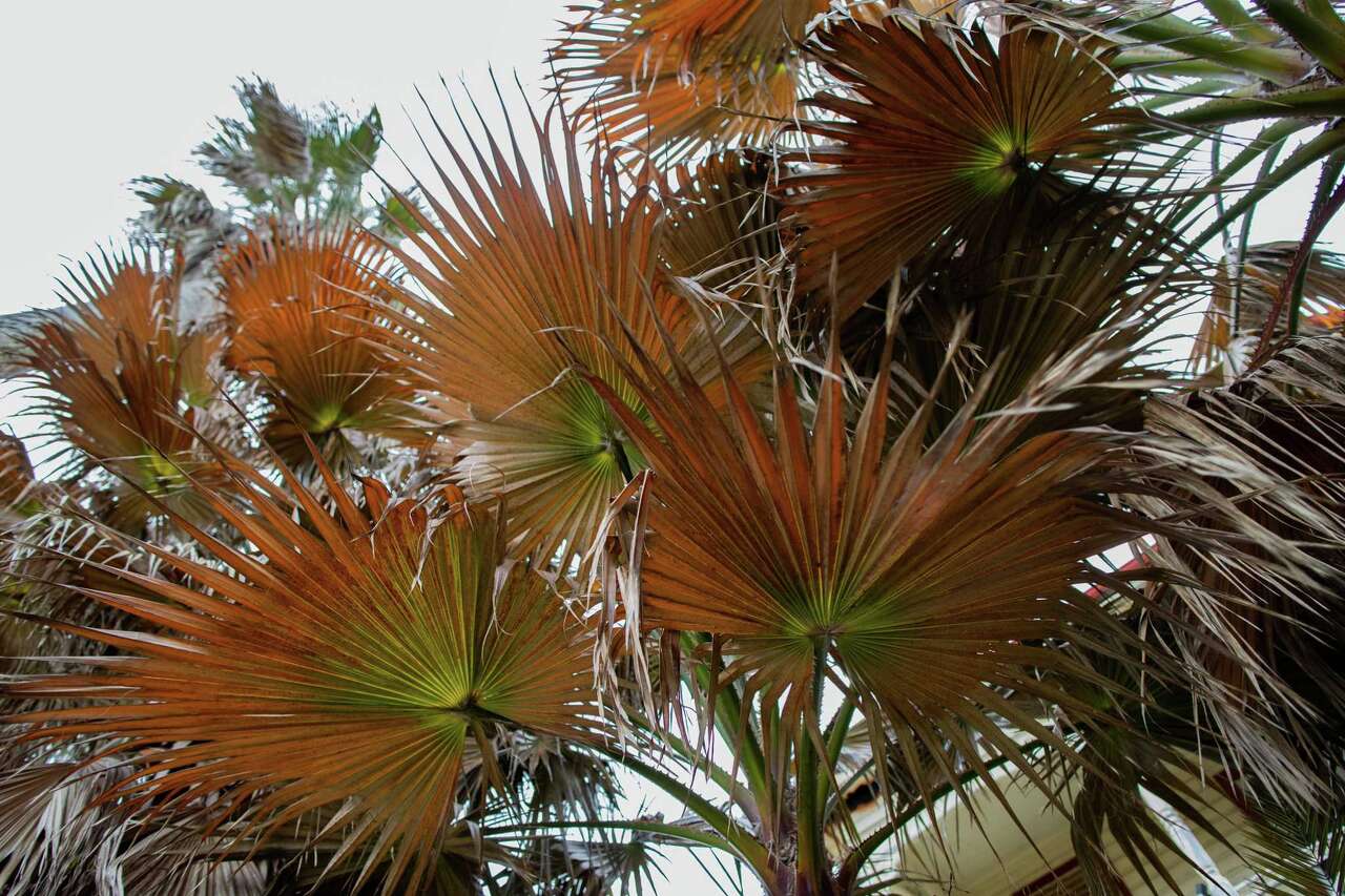 Galveston issues palm tree quarantine due to risk of an incurable ...