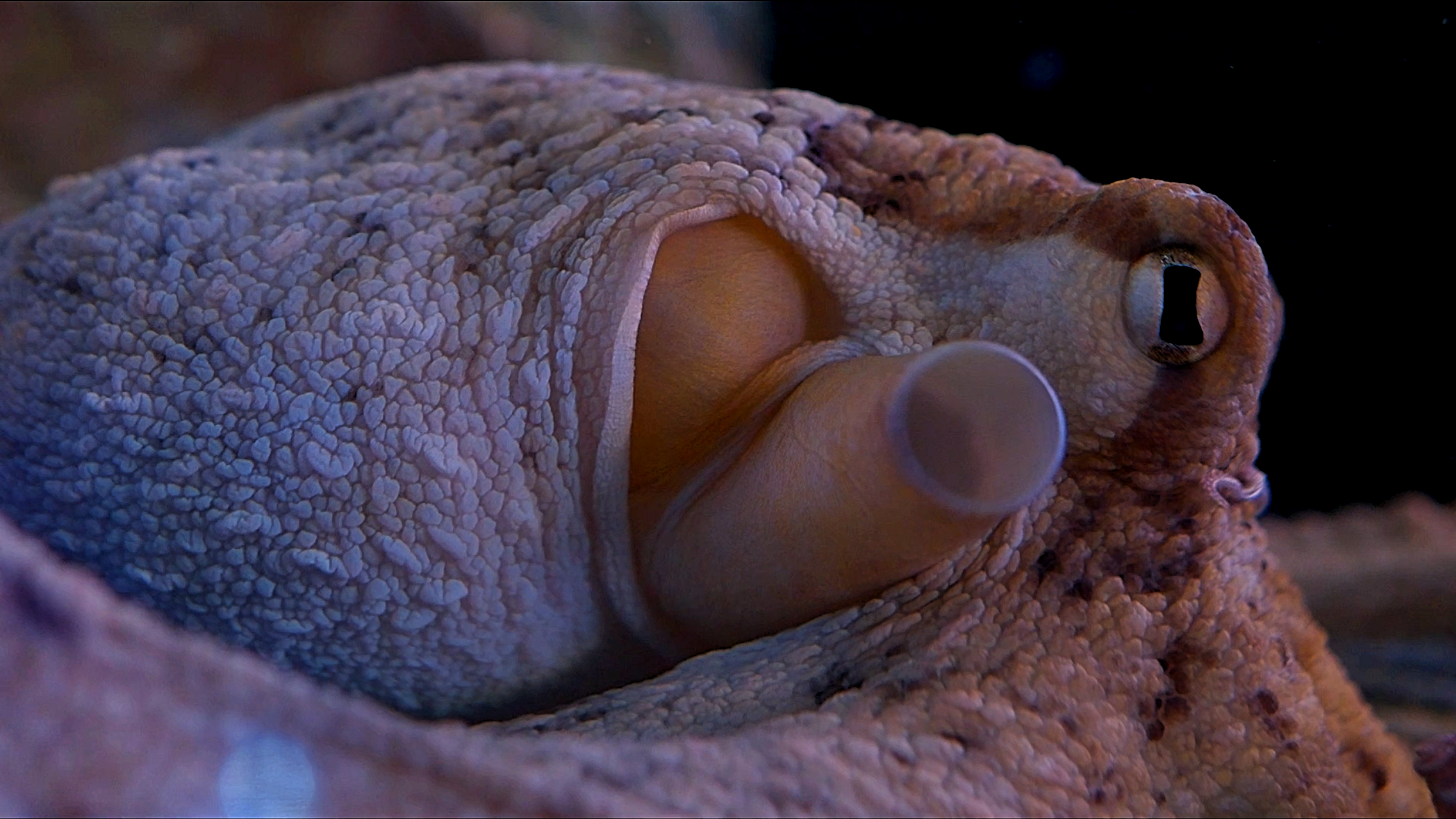 I Filmed an Octopus Breathing in a Ocean and Spotted a Rare Sight