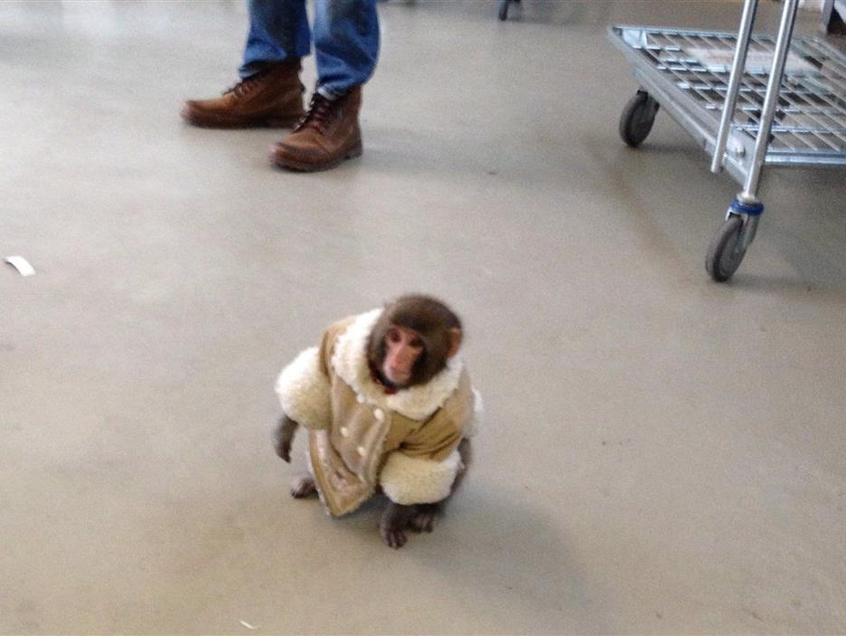 Vous rappelez-vous de ce singe qui se baladait au Ikea?