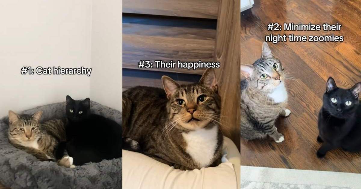 Video: Owner explains why 2 cats are ideal for your household