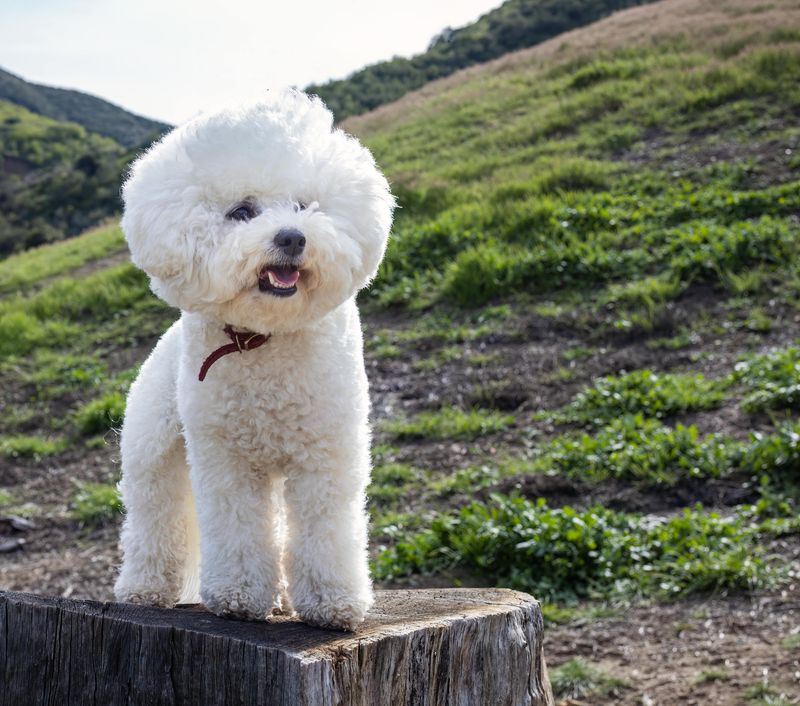 Top 6 calmest dog breeds if you already have a cat