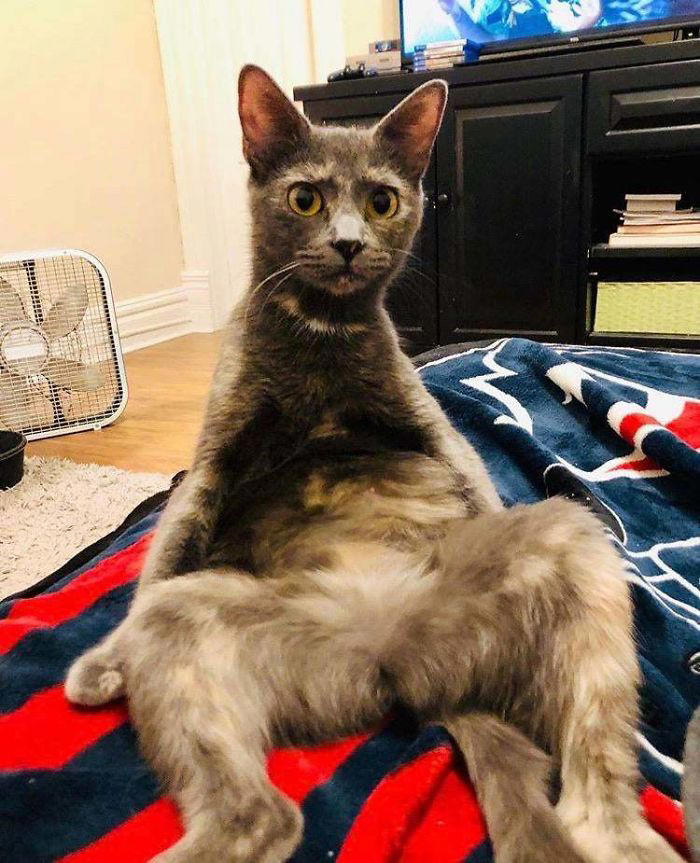 What's wrong with my cat? Online group has owners posting pics of their ...